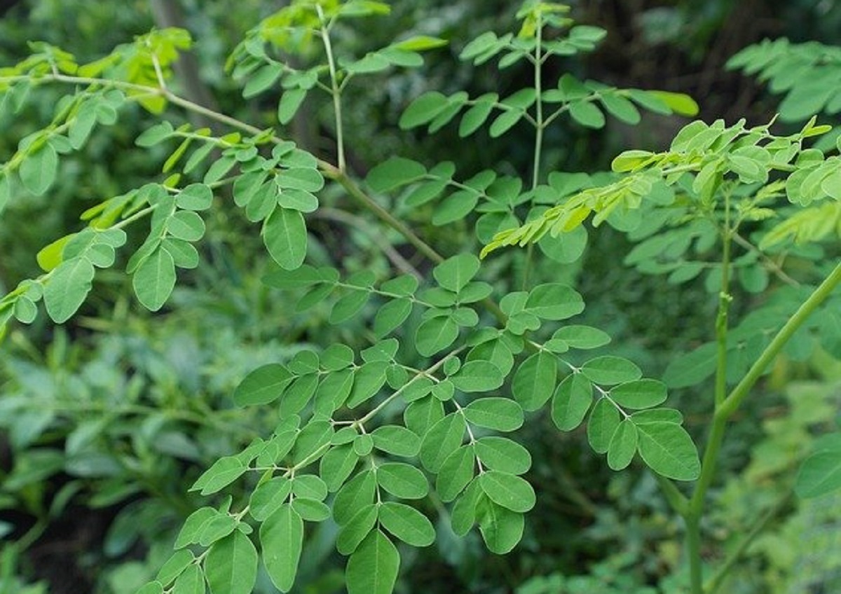 Hal 3 : Daun Kelor Khasiatnya Mengejutkan, Bikin Istri Kewala...