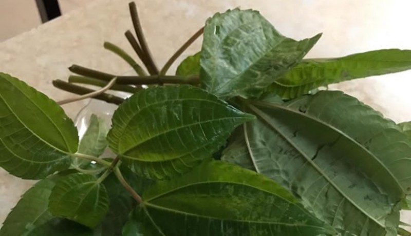 Daun Poh-Pohan Cegah Kepikunan Dini, Banyak yang Berhasil...