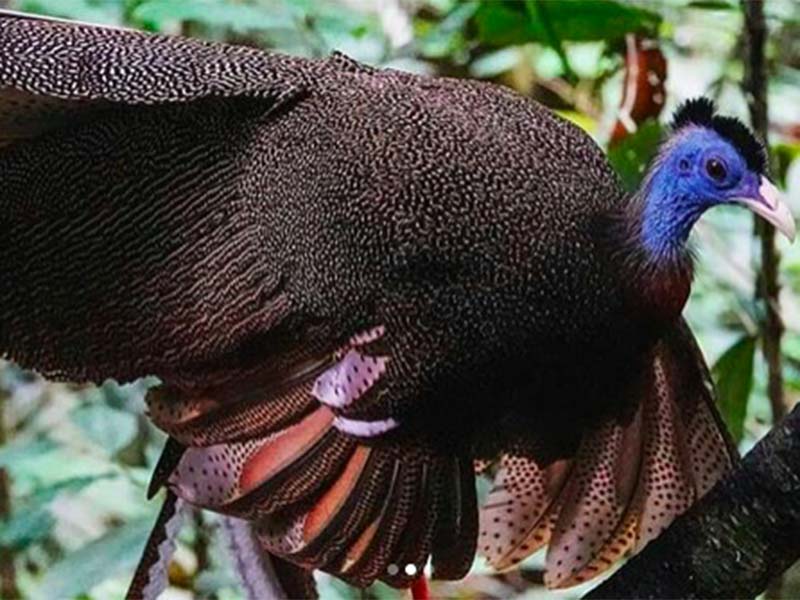 Lucunya, Burung Langka Kuau Raja Menari di Gunung Leuser - Ge...