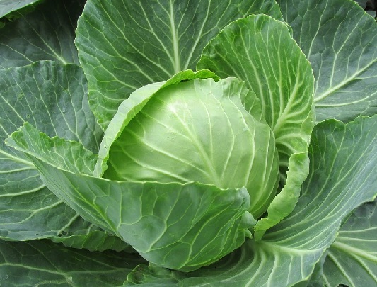 7 Khasiat Makan Kubis Sangat Mencengangkan, Rugi Kalau... - G...