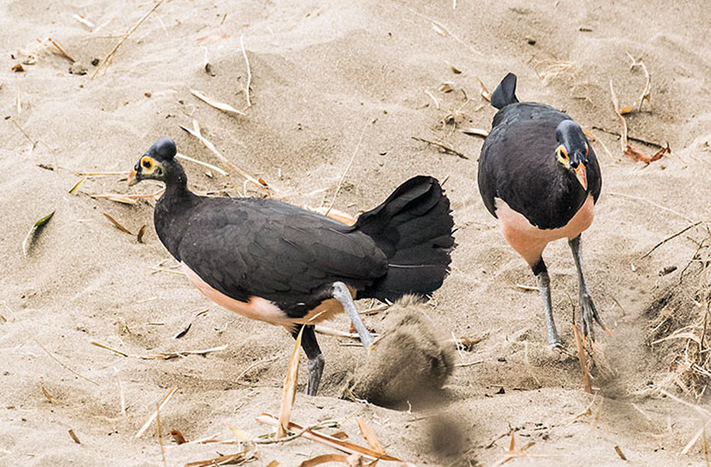 Melihat Maleo di Hungayono