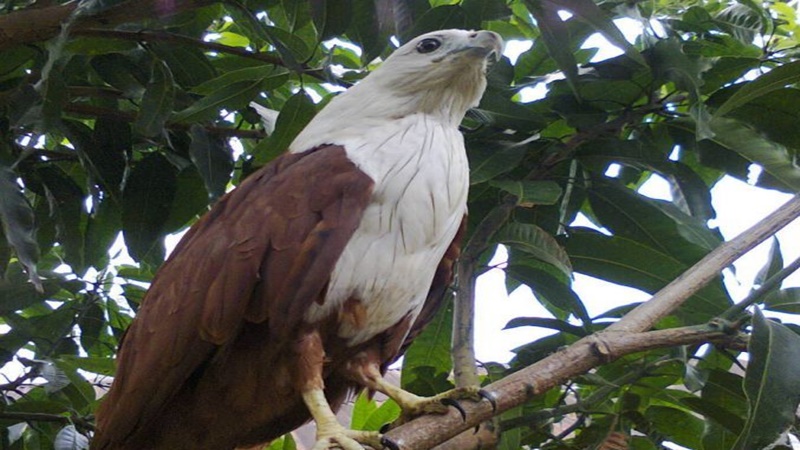 Burung Elang Flores yang Menginspirasi Proklamator... - GenPI
